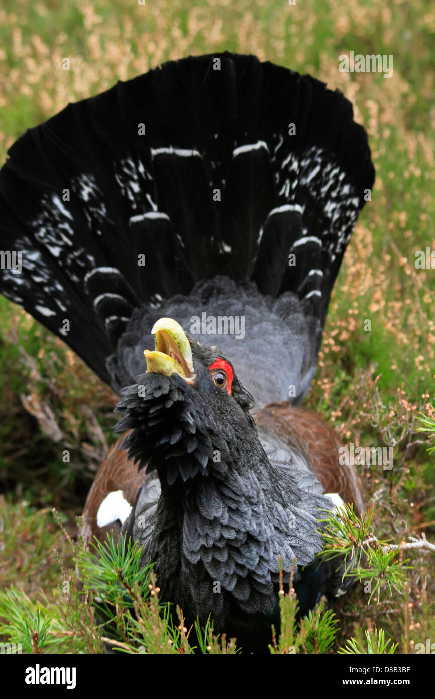 Black grouse uk woodland hi-res stock photography and images - Alamy