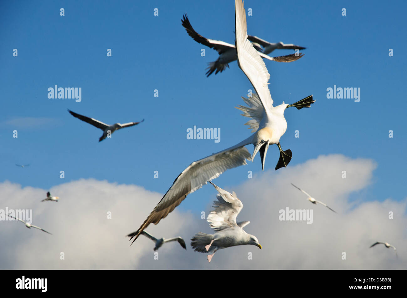 Northern gannet dive hi-res stock photography and images - Alamy