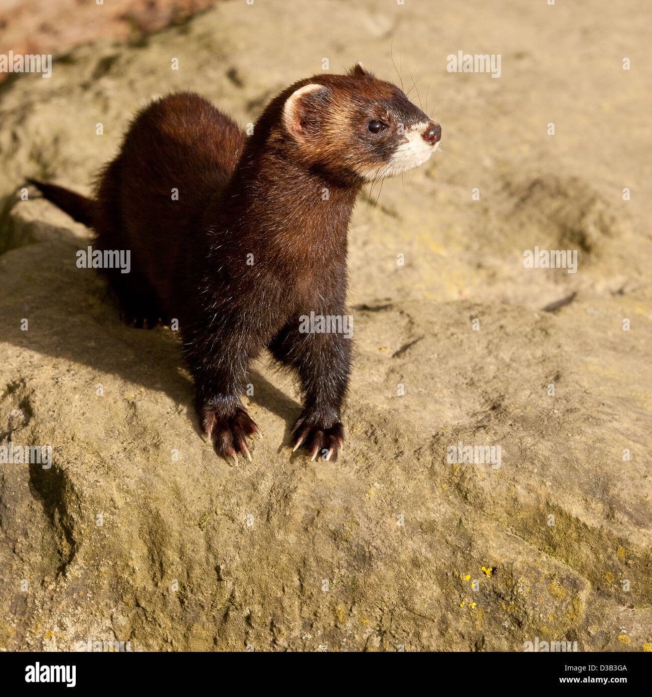 Polecat at the British Wildlife Centre in Surrey, England Stock Photo ...