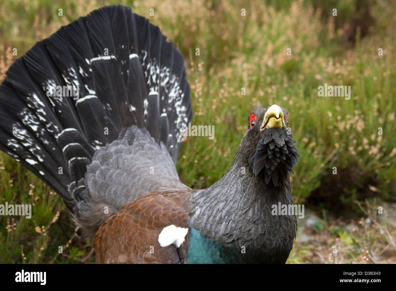 Scottish native woodland hi-res stock photography and images - Alamy