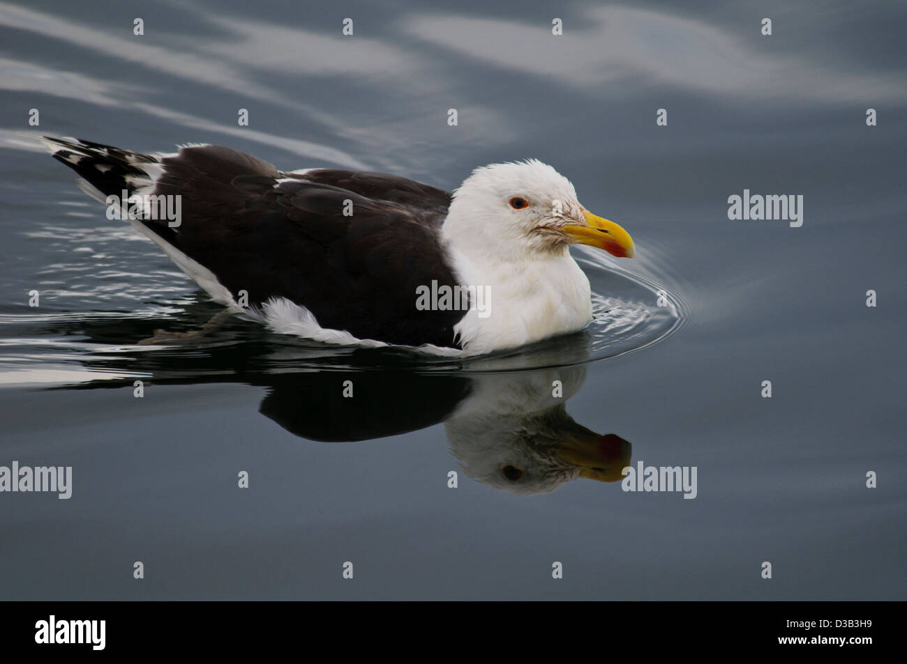 An adult great black-backed gull (Larus marinus) swimming in Dunbar ...