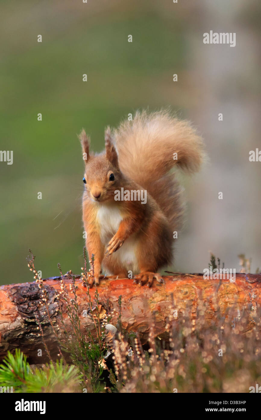 Scottish winter wildlife hi-res stock photography and images - Alamy