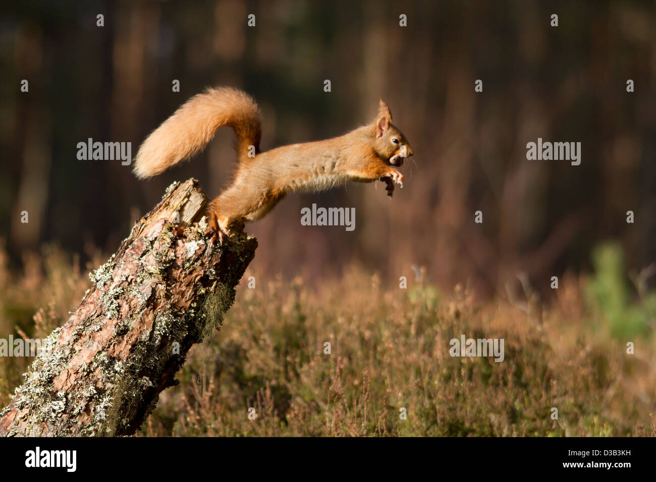 Red Squirrel jumping off a log, Scottish Highlands Stock Photo - Alamy