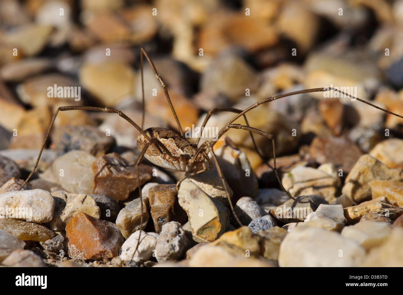 A harvestman (Mitopus morio) walking over gravel on a path at RSPB ...