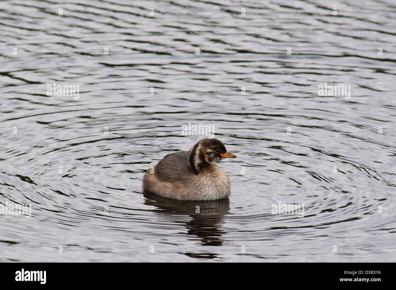 A juvenile little grebe or dabchick (Tachybaptus ruficollis) swimming ...