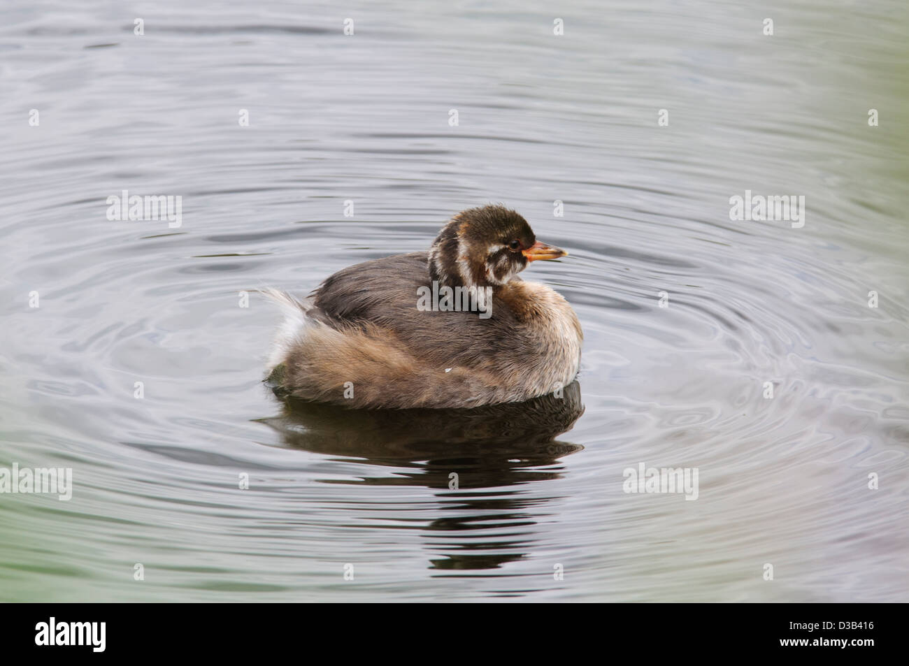Grebe in flight hi-res stock photography and images - Alamy