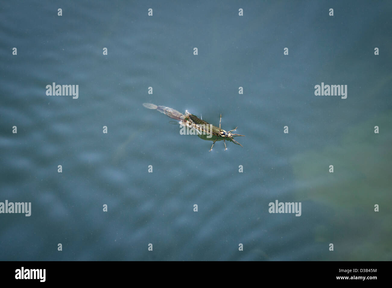 Mayfly larva hi-res stock photography and images - Alamy