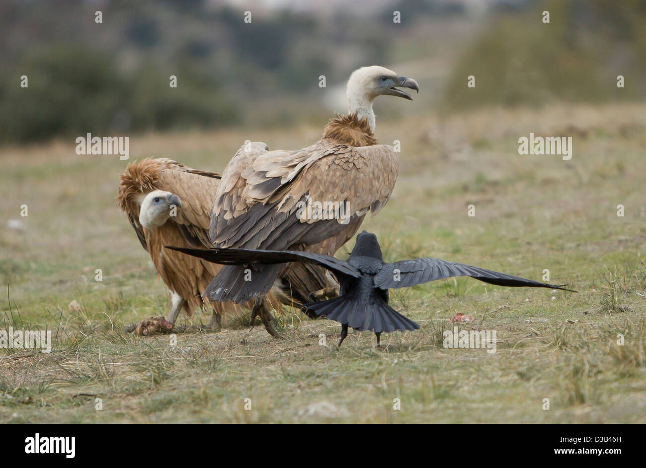 Mobbing bird hi-res stock photography and images - Alamy