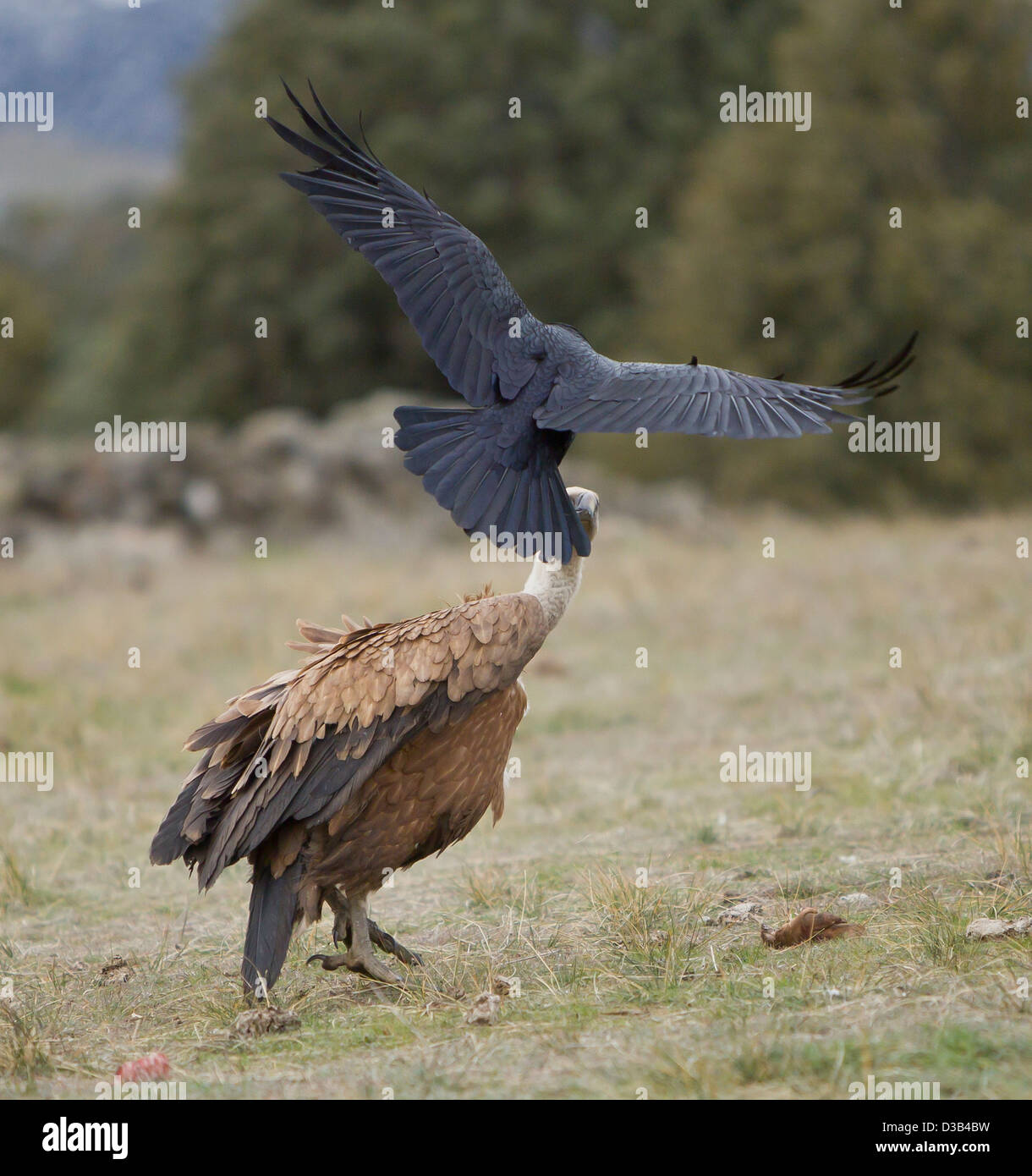 Mobbing bird hi-res stock photography and images - Alamy