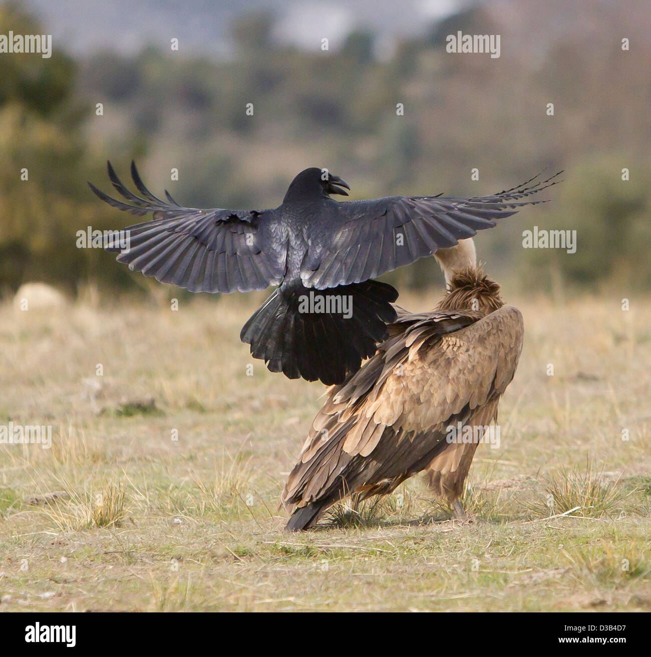 Mobbing bird hi-res stock photography and images - Alamy