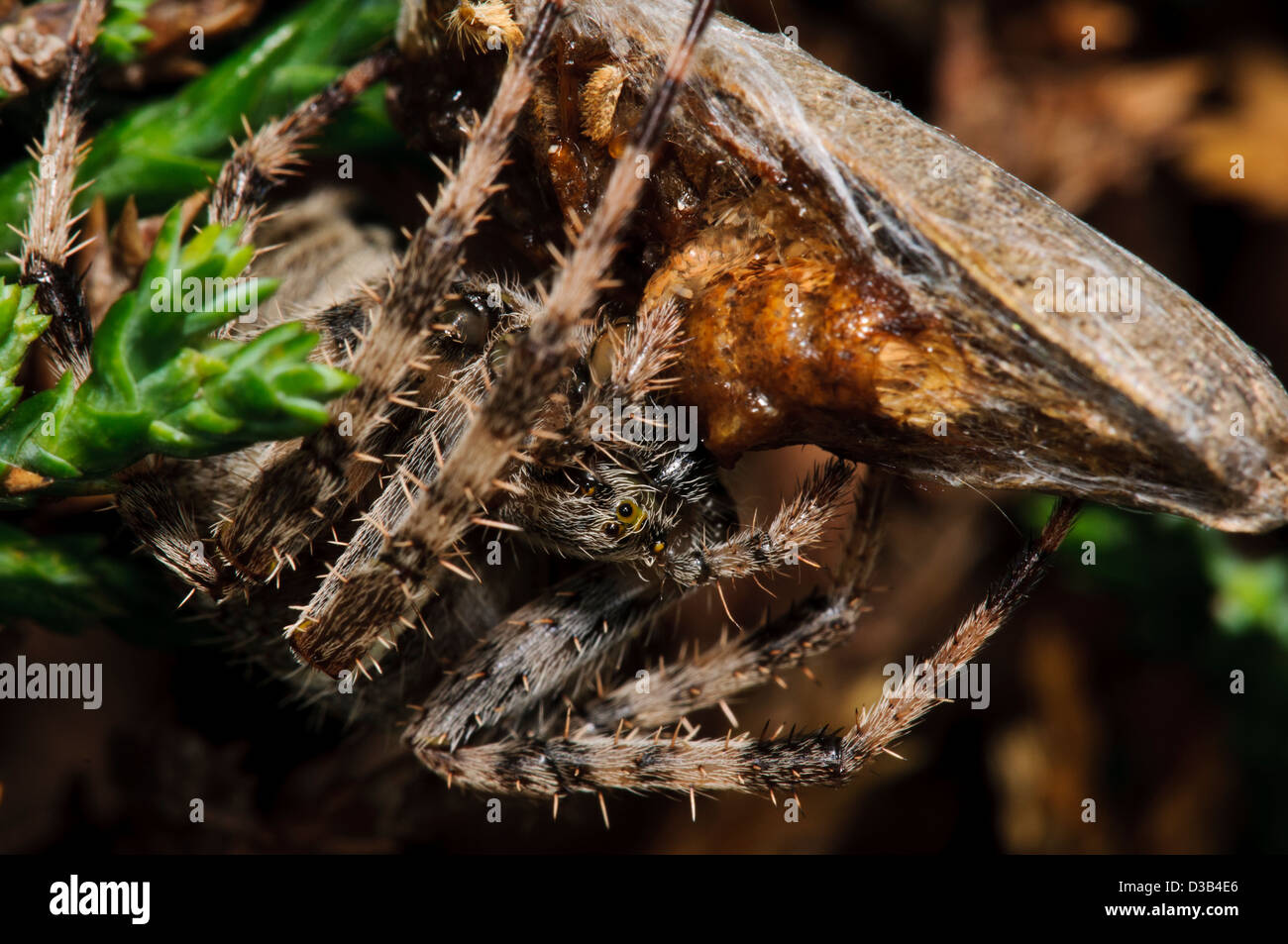 Hedge spider hi-res stock photography and images - Alamy