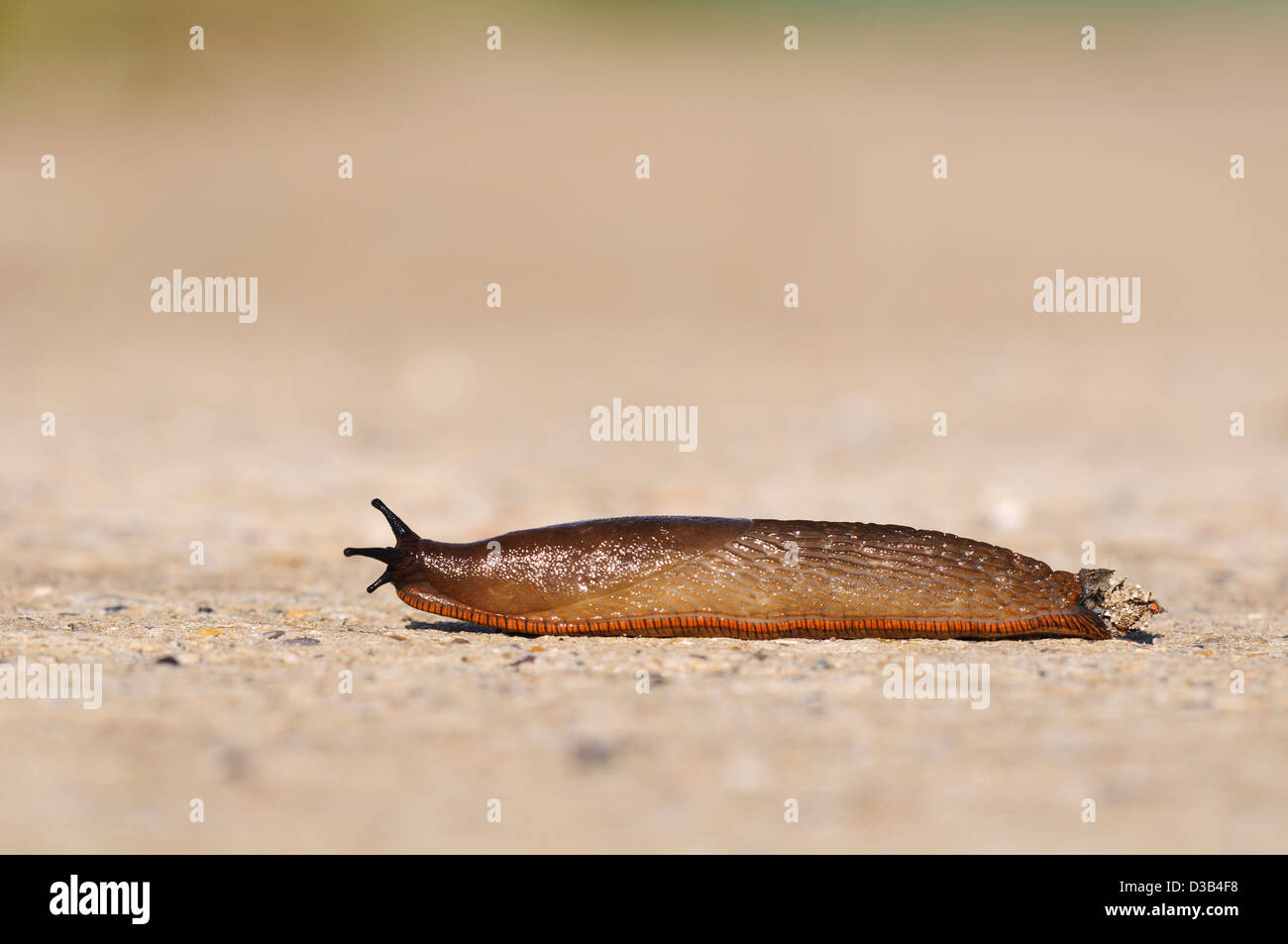 Arion rufus hi-res stock photography and images - Alamy