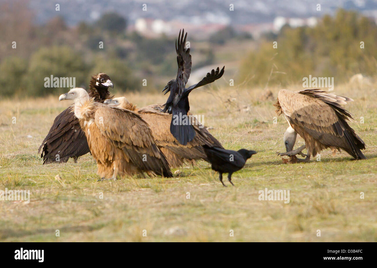 Mobbing bird hi-res stock photography and images - Alamy