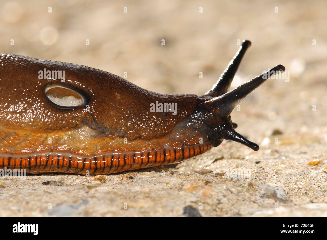 A close up on the head of a red slug (Arion rufus) with a clear view of ...