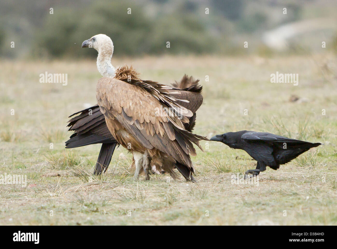 Bird pulling out feathers hi-res stock photography and images - Alamy