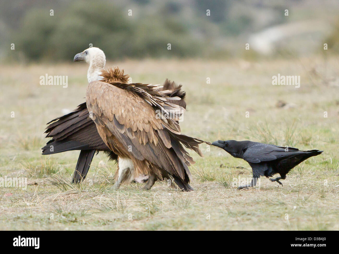 Ravens Corvus corax mobbing Griffon Vulture Gyps fulvus by pulling out ...