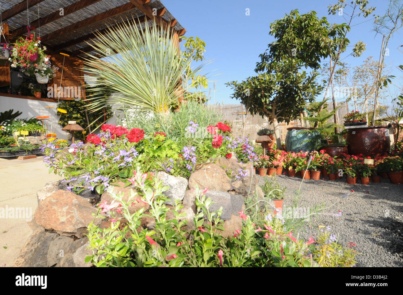 Selection of plants in sunny garden Stock Photo - Alamy
