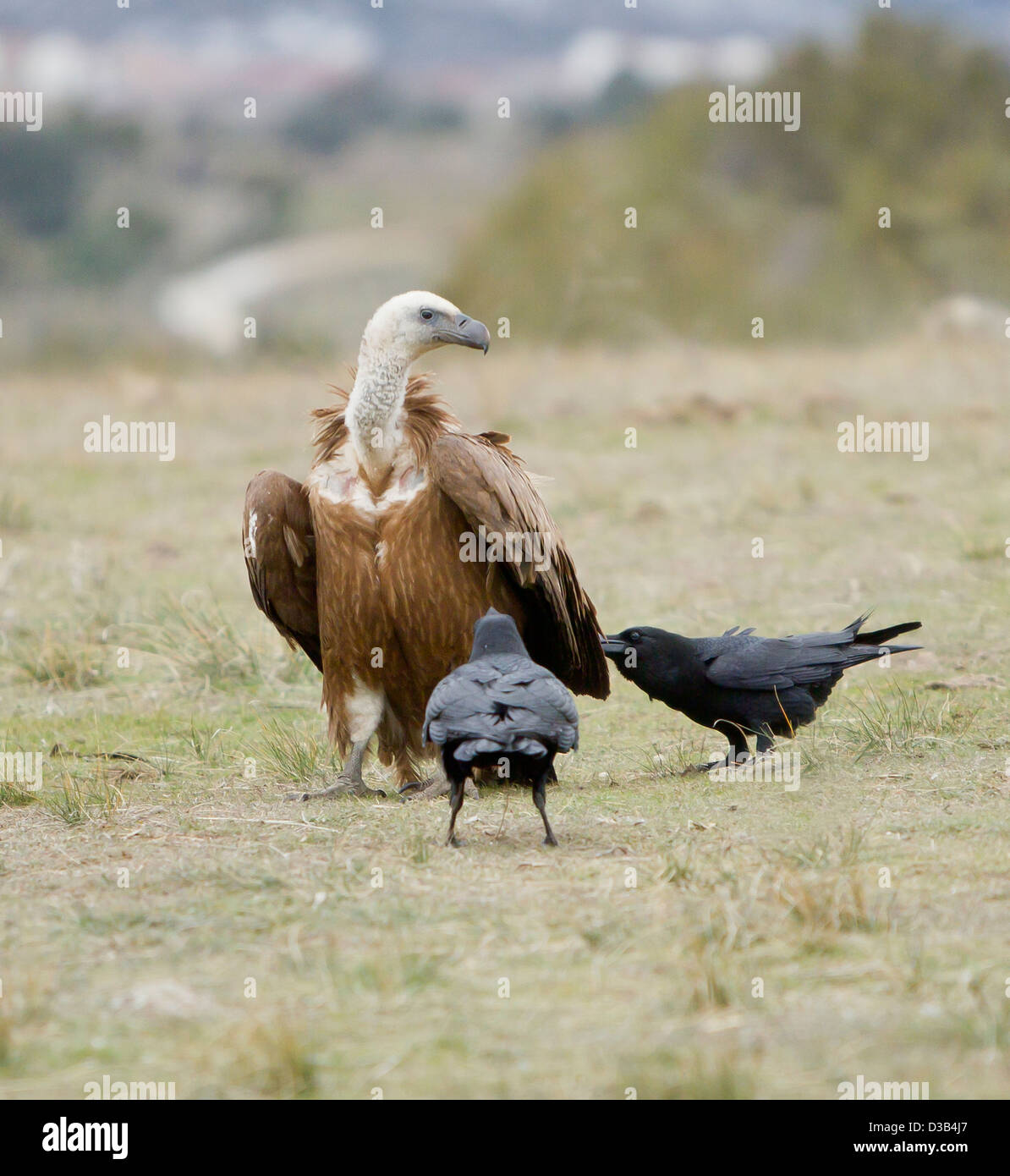 Ravens Corvus corax mobbing Griffon Vulture Gyps fulvus by pulling out ...