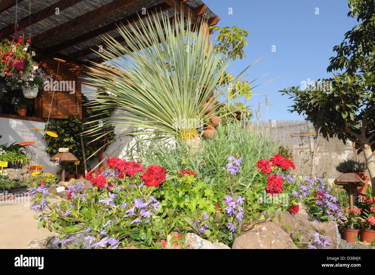 Selection of plants in sunny garden Stock Photo - Alamy