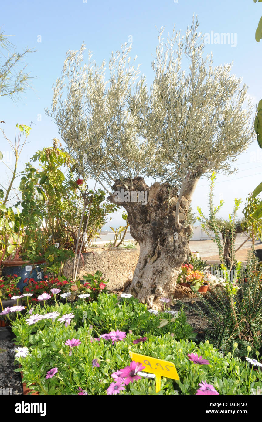 Olive tree dry hi-res stock photography and images - Alamy