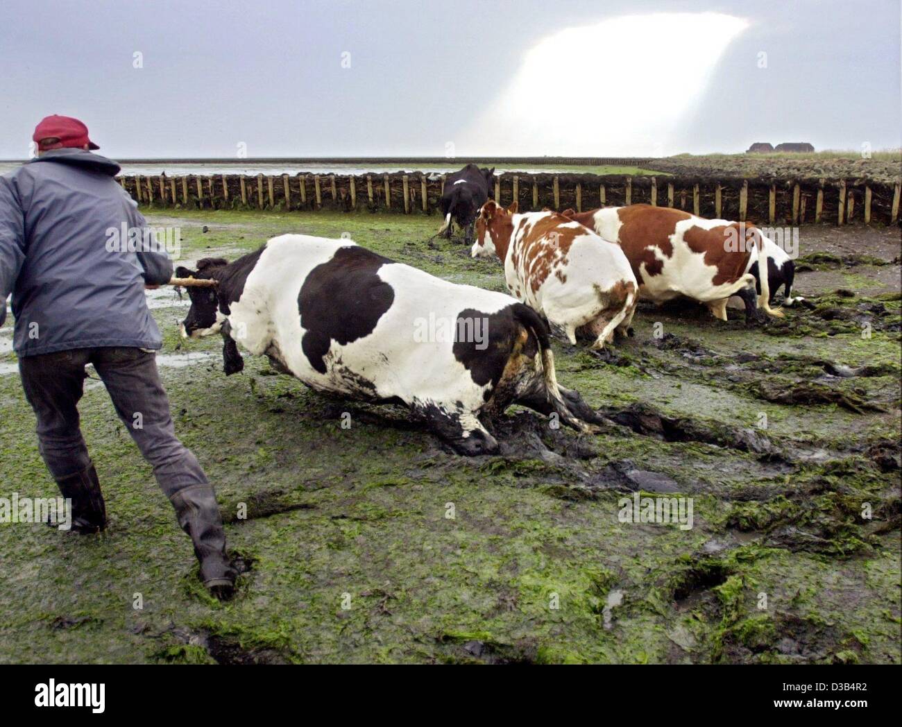 (dpa) - Cattle wade through the mudflat as they are driven by farmer ...