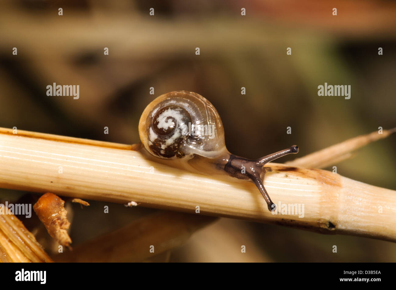 A baby Kentish snail (Monacha cantiana) crawling along a reed stem at ...