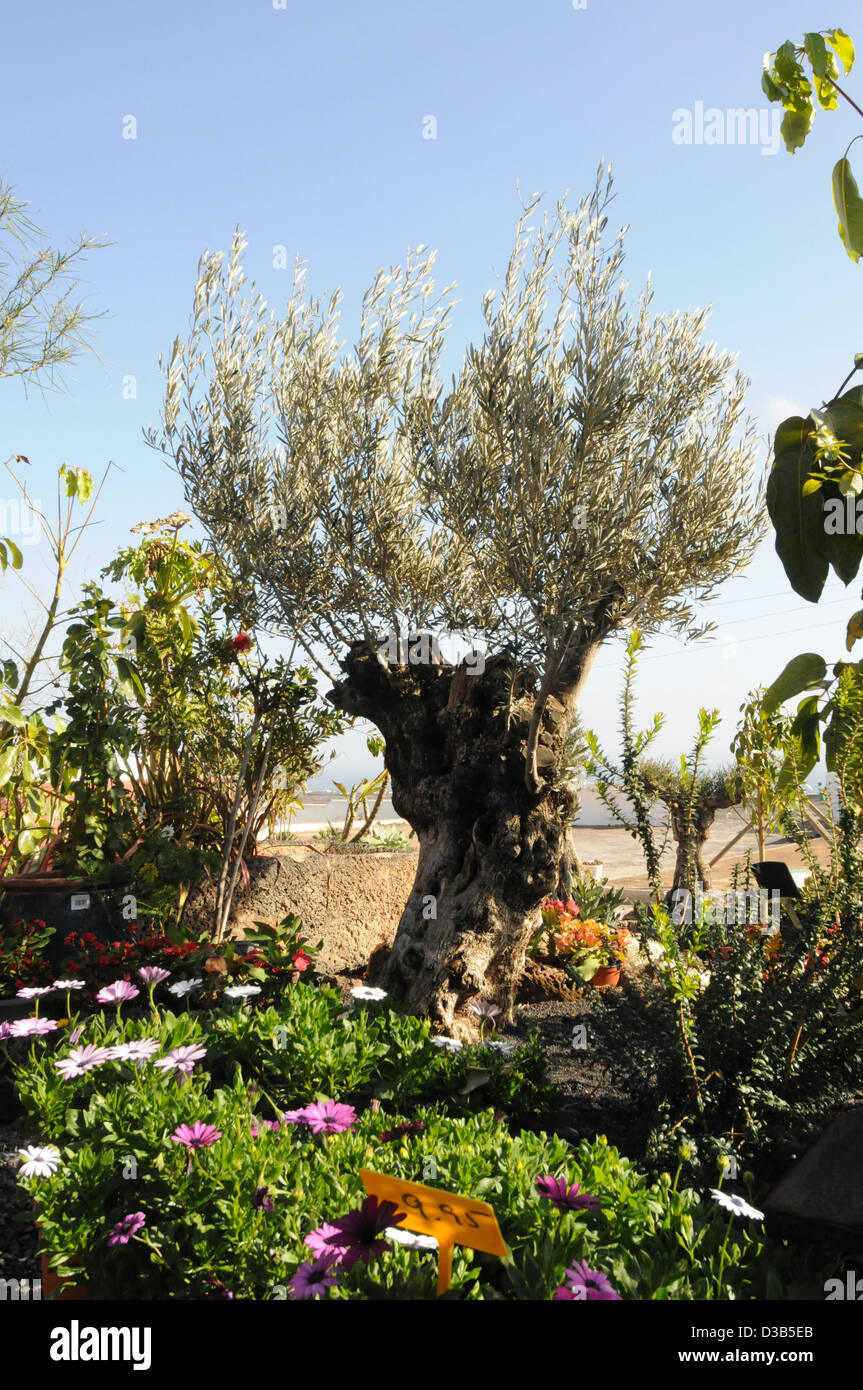 Olive tree dry hi-res stock photography and images - Alamy