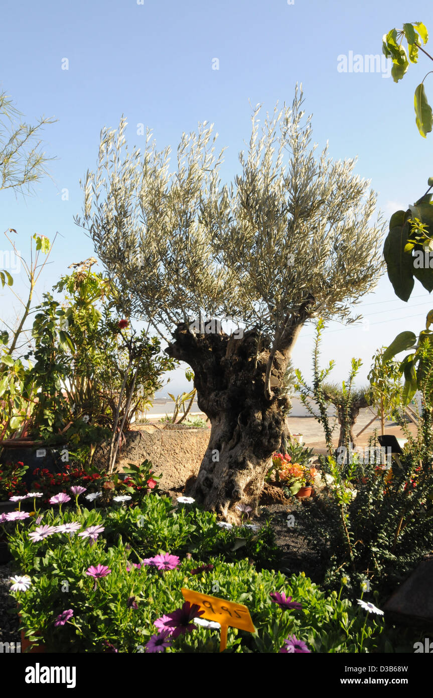 Olive tree dry hi-res stock photography and images - Alamy