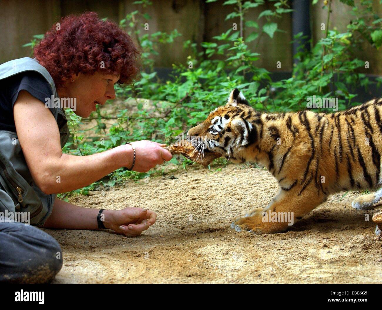 Breastfeeding Tiger