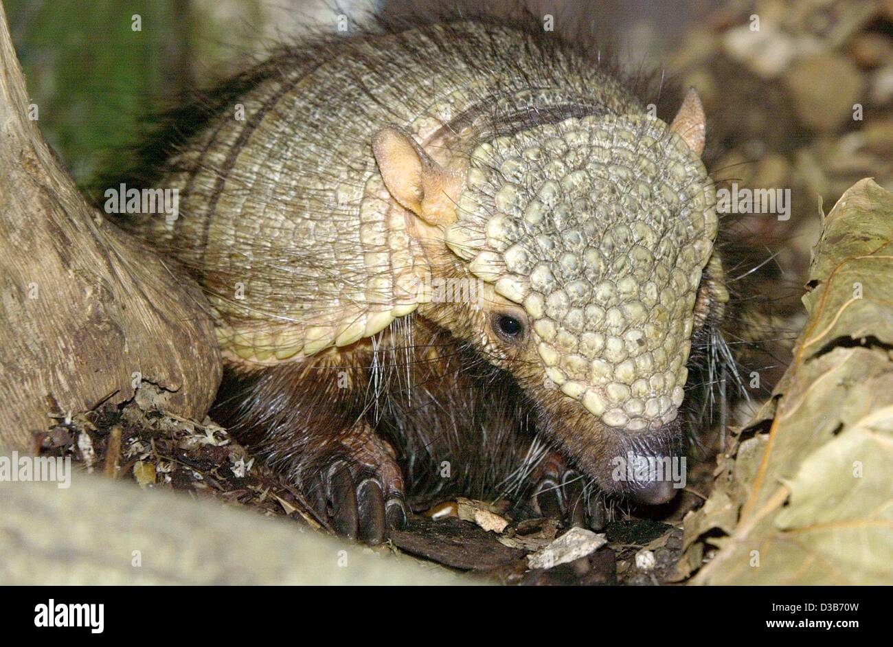 Armadillo skin hi-res stock photography and images - Alamy
