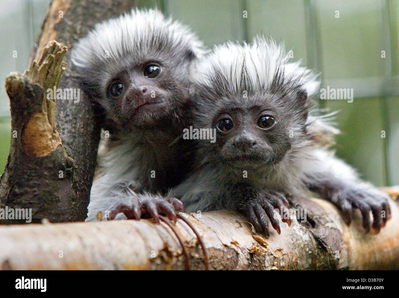 (dpa) - Paul and Paula, the seven centimeter small cotton top tamarin ...