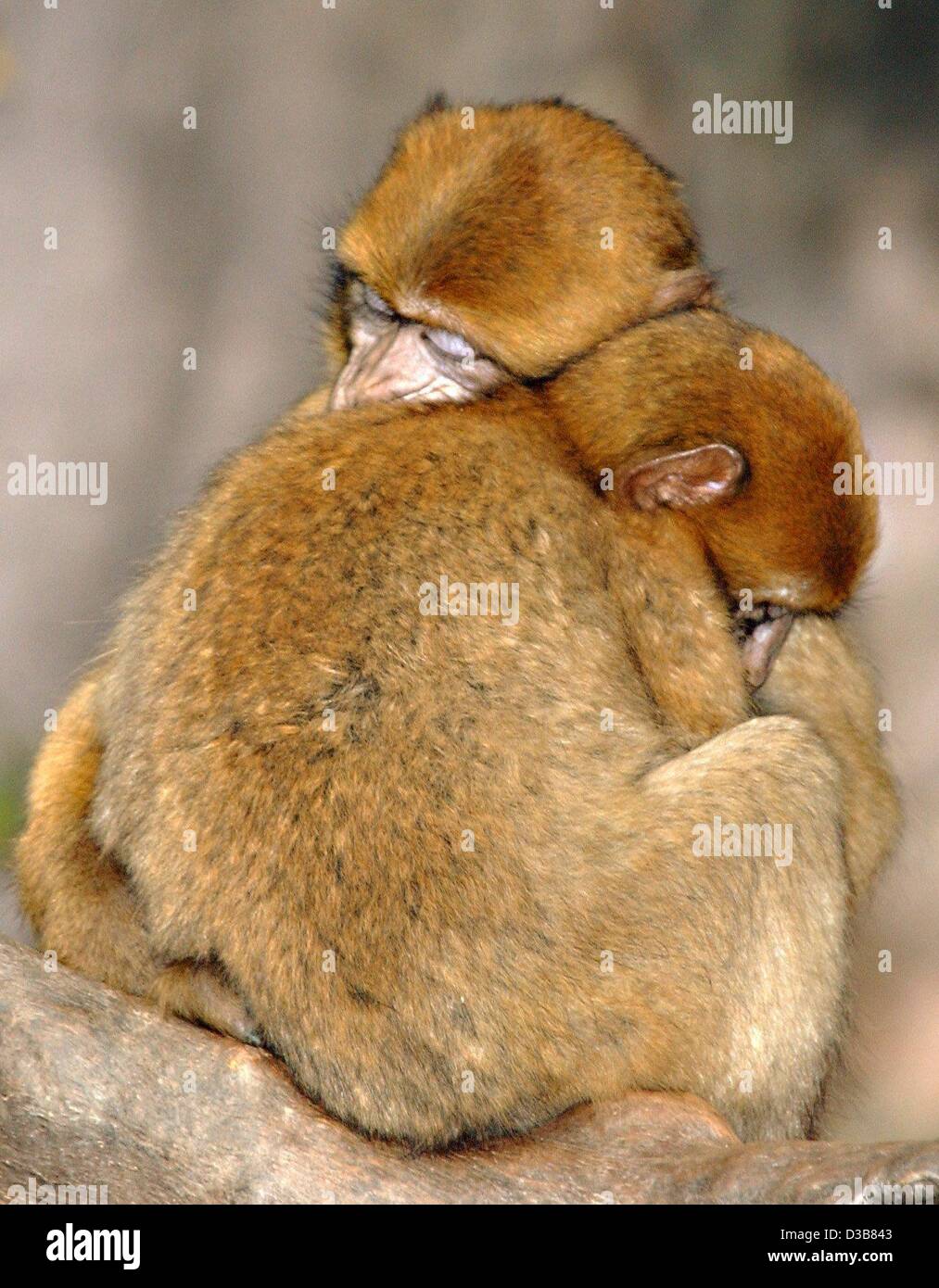 Human interest hum animals gesture monkey zoo macaque cuddle funny ...