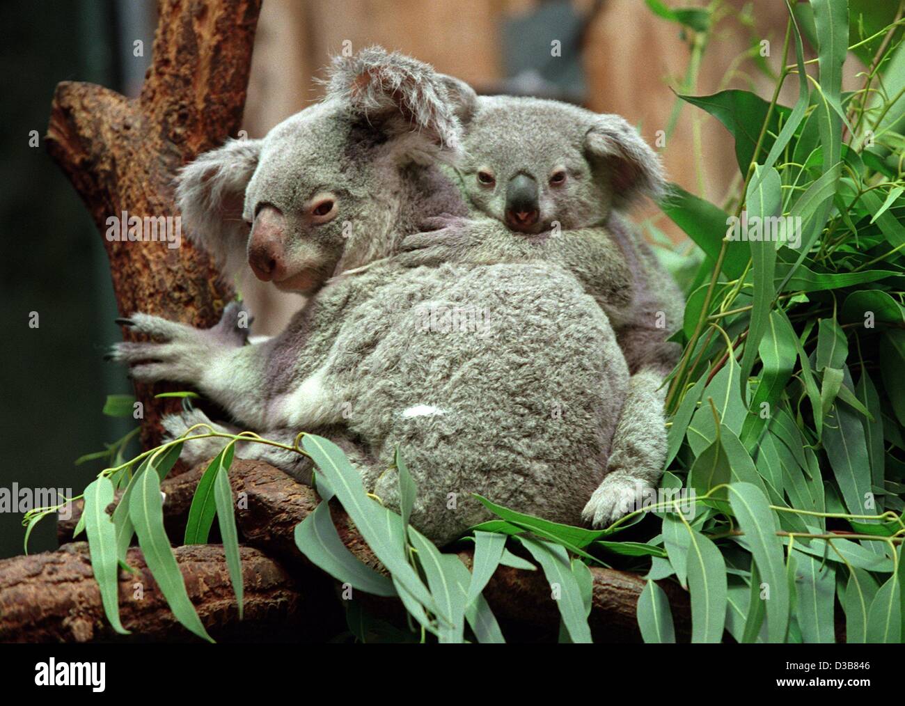 Animals koala hi-res stock photography and images - Alamy