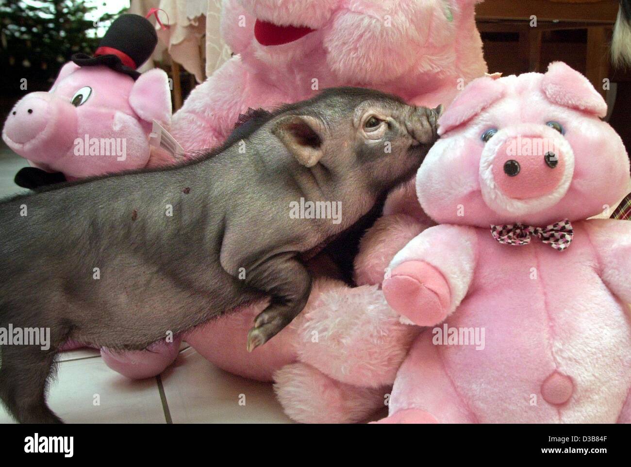Pig museum germany hi-res stock photography and images - Alamy