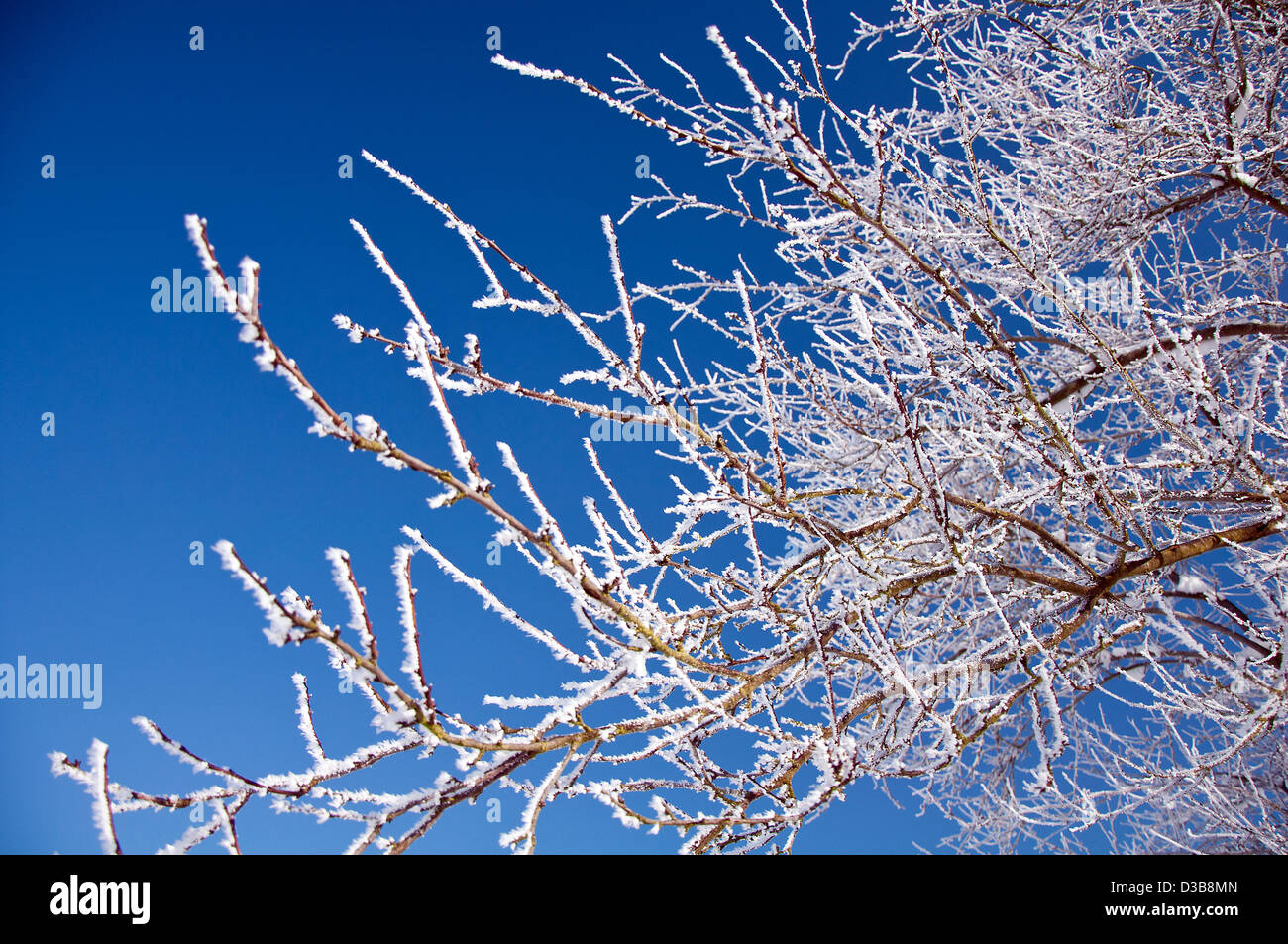 Tree branches covered with white hoarfrost Stock Photo - Alamy