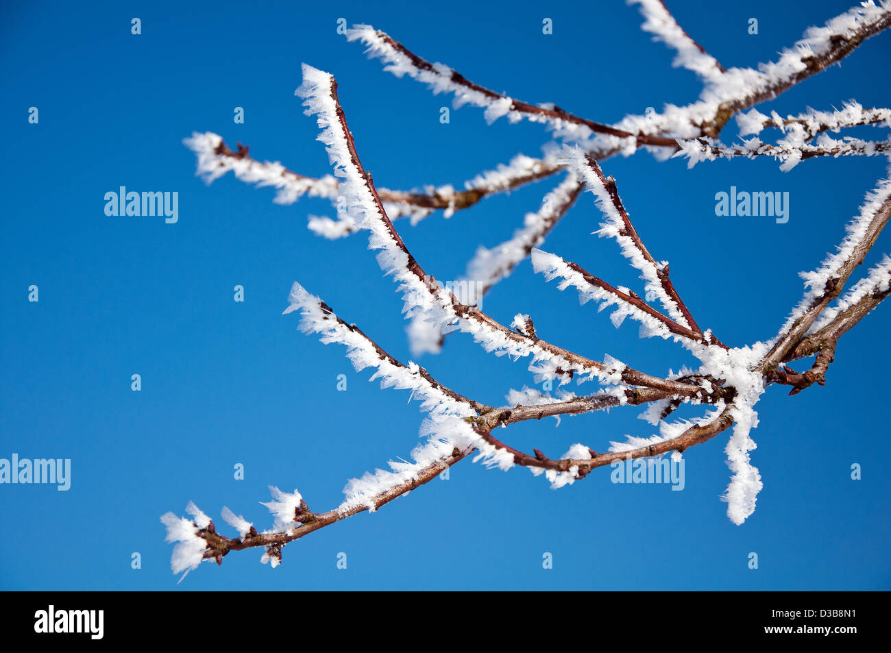 Frozen tree branch in winter Stock Photo - Alamy
