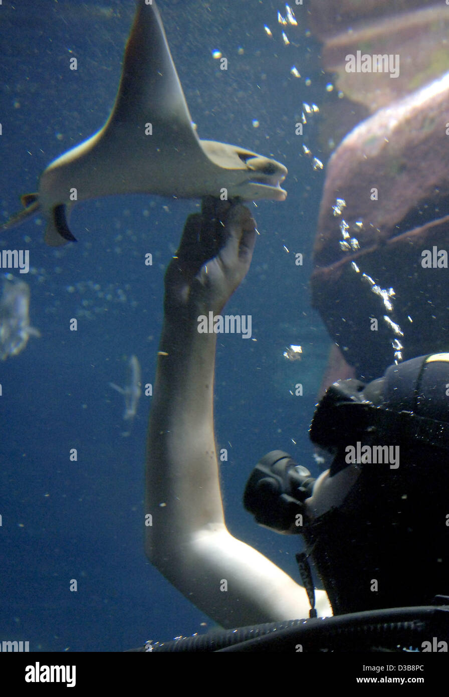 (dpa) - A cow-nose ray feeds from the hand of an employee of the ...