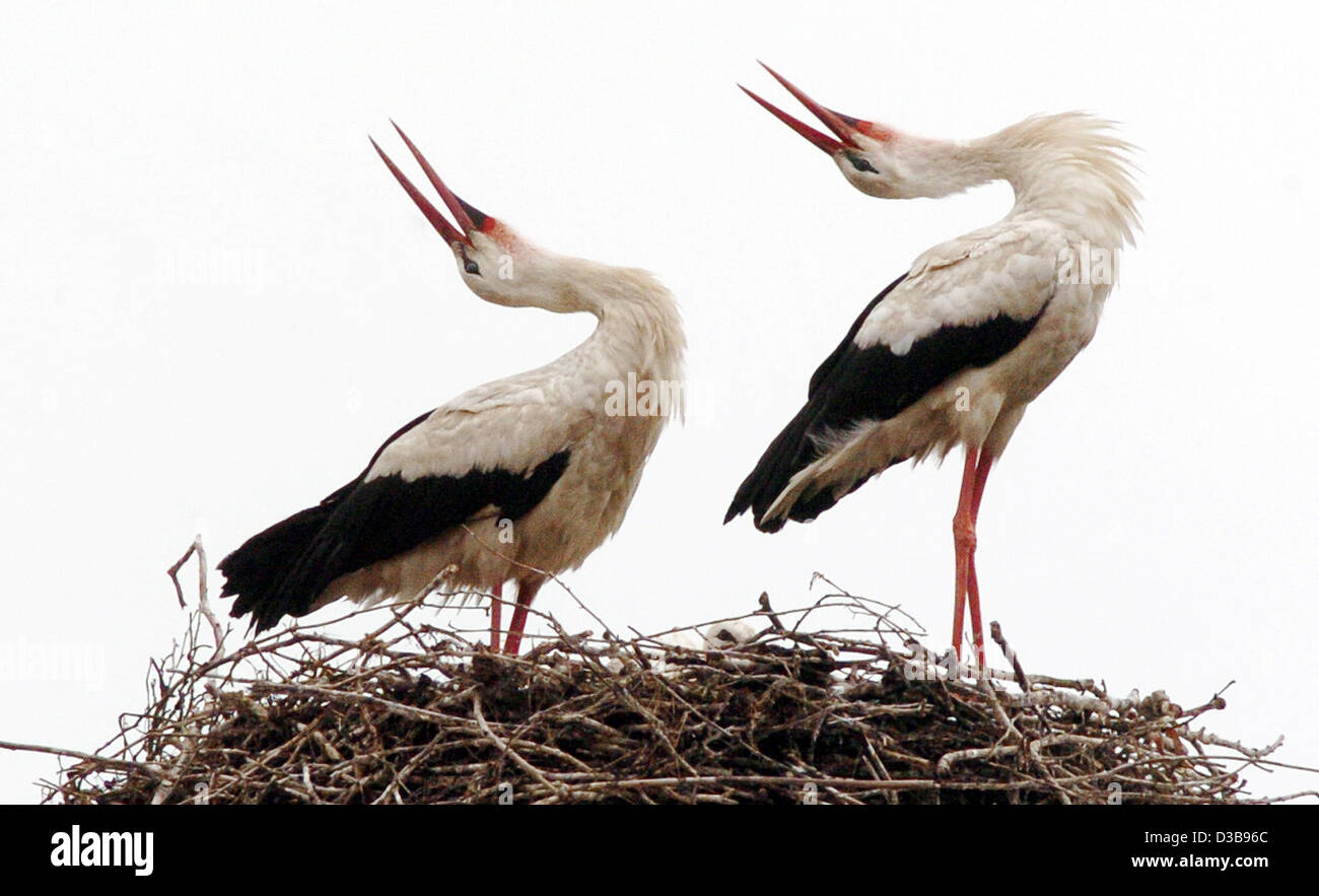 2005 the couple hi-res stock photography and images - Alamy