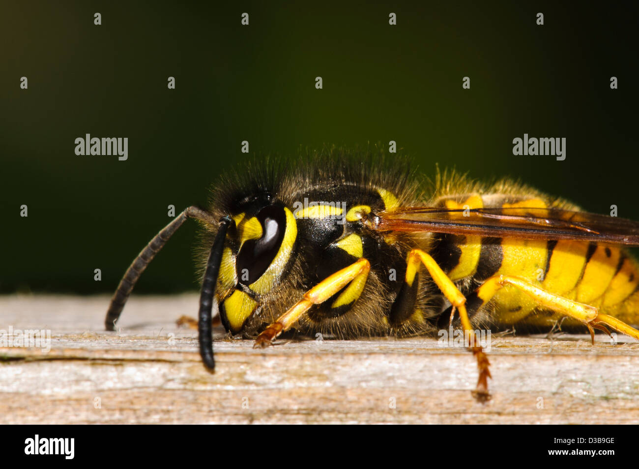 German wasp vespula germanica hi-res stock photography and images - Alamy