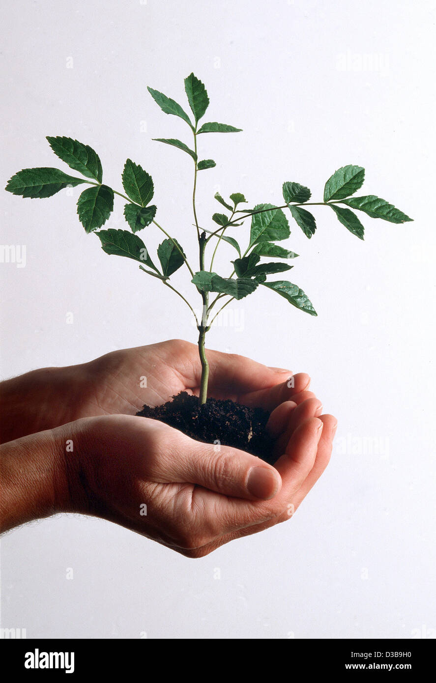 (dpa) - The picture shows two hands holding an ash tree sapling Stock ...