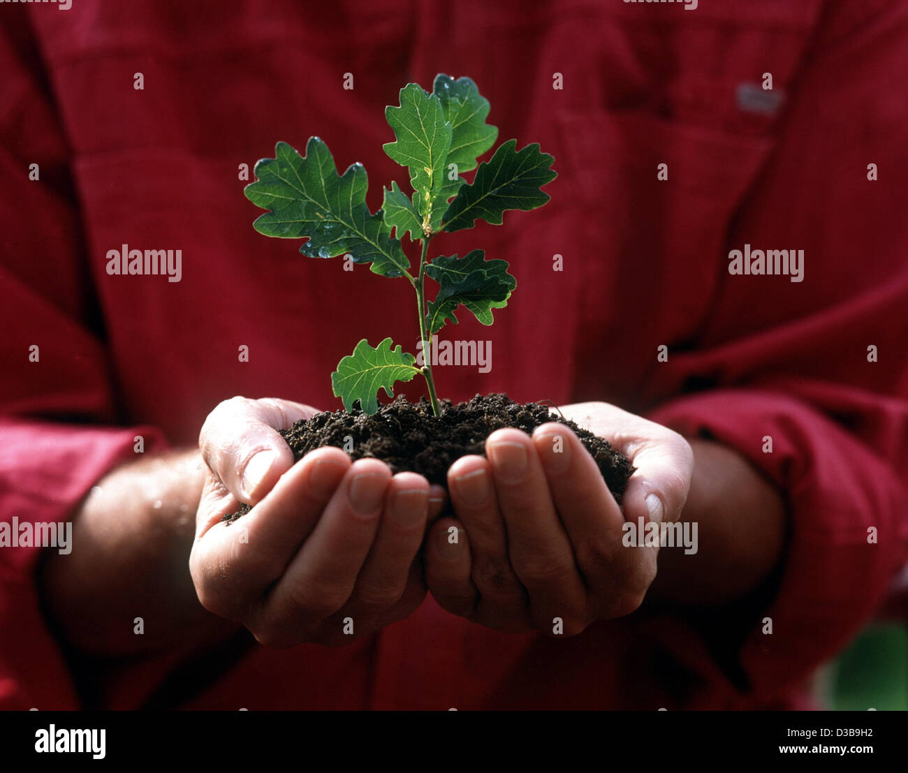 (dpa) - The undated symbolic picture shows two hands holding an oak ...