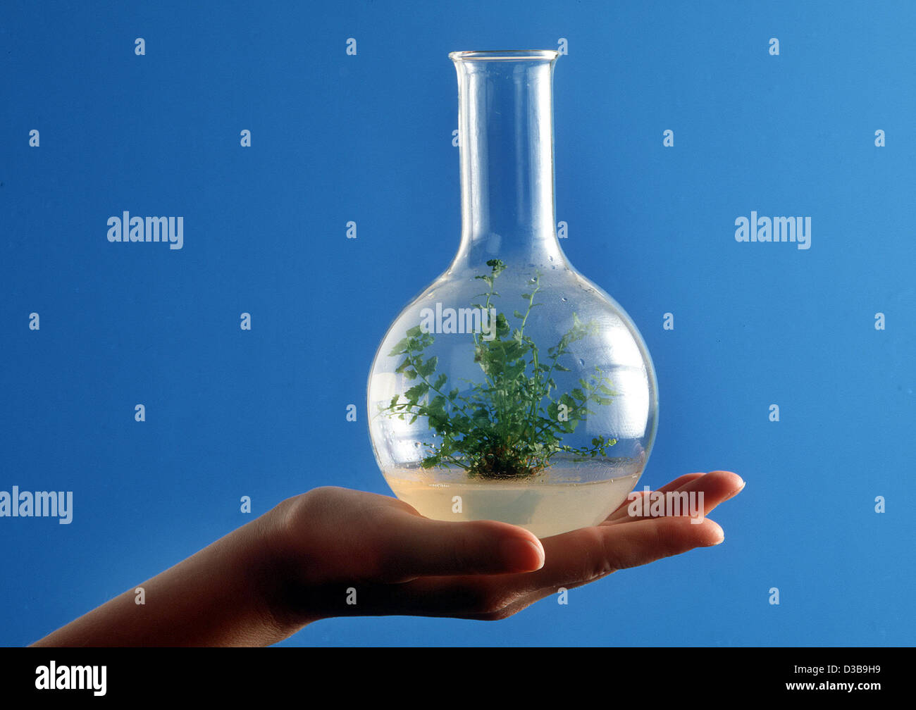 (dpa) - The undated symbolic picture shows a laboratory flask with a ...