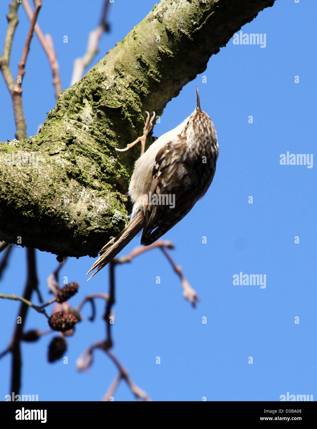 Bird uk insects bark tree hi-res stock photography and images - Alamy