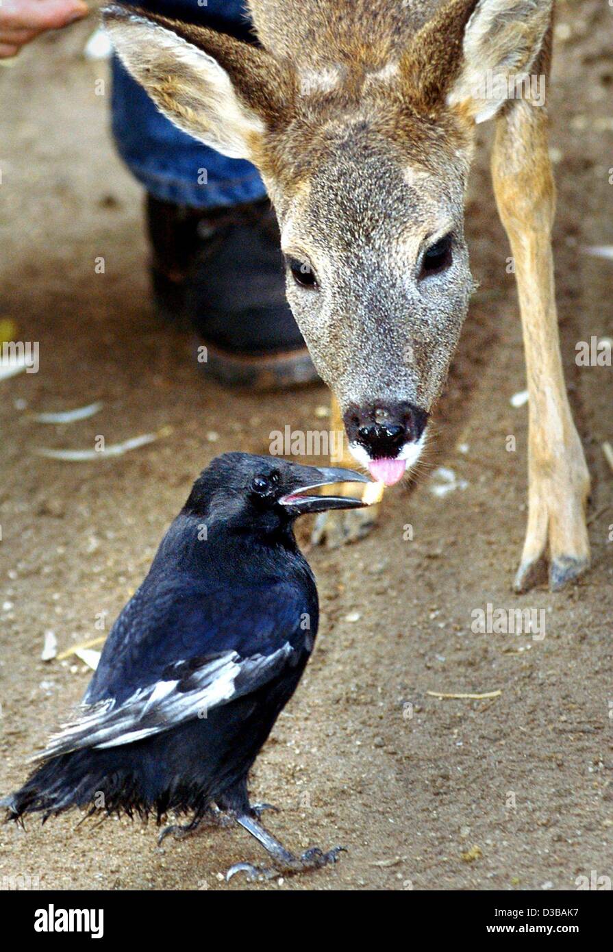(dpa) - Crow Rudi offers young deer Lotte a bite of rusk, pictured in ...