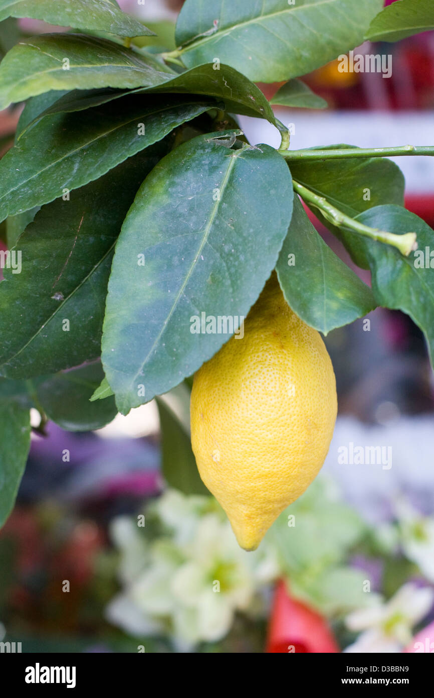 Small evergreen tree hi-res stock photography and images - Alamy