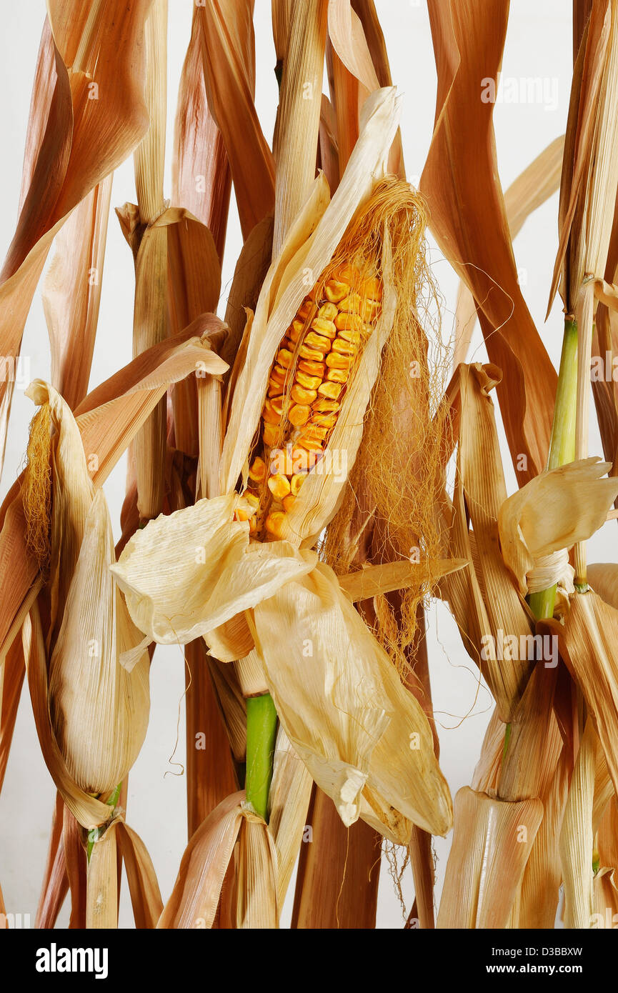 Dried Corn Stalks