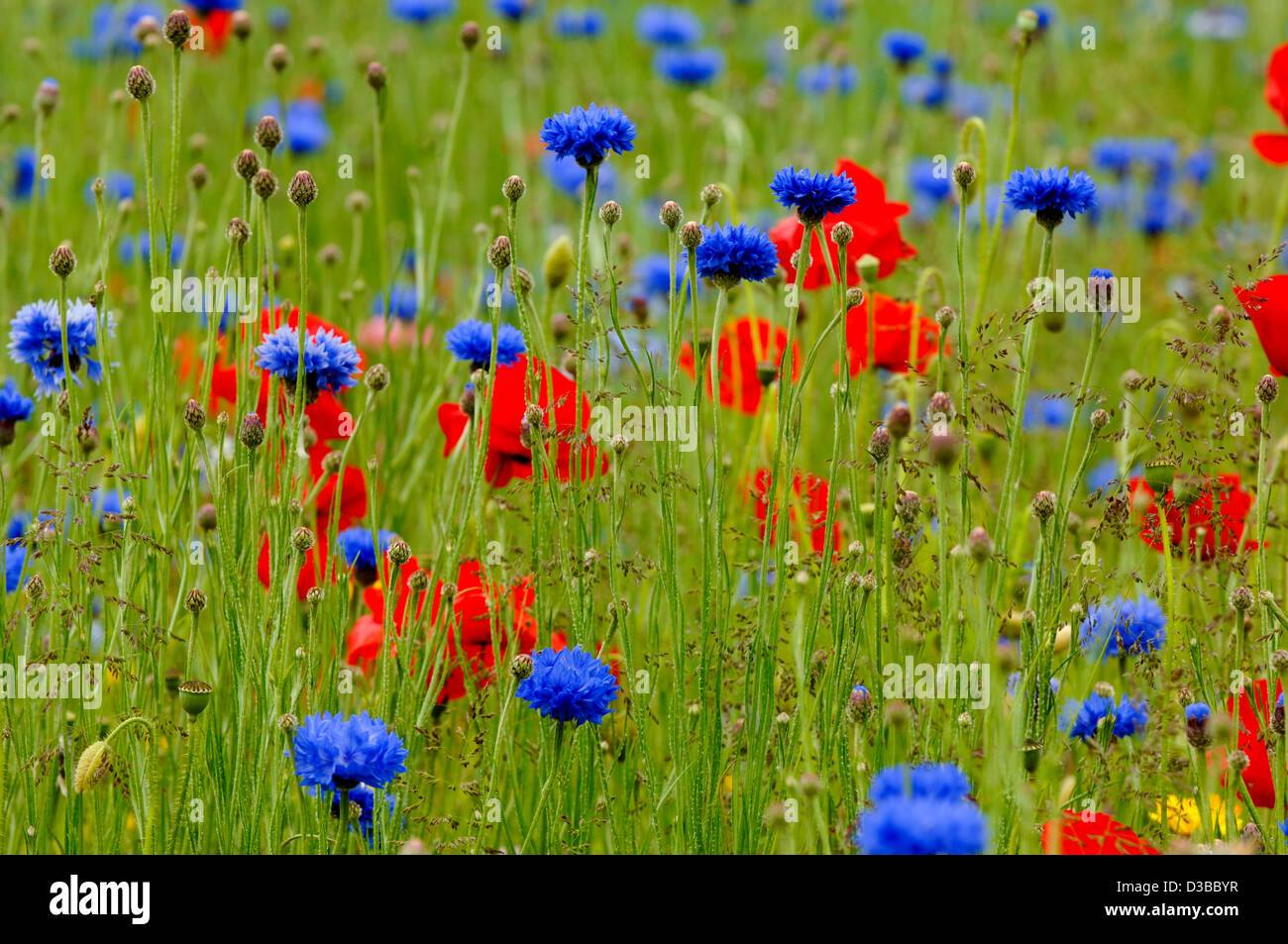 Cornflowers and poppies in an English country garden, Shropshire UK ...