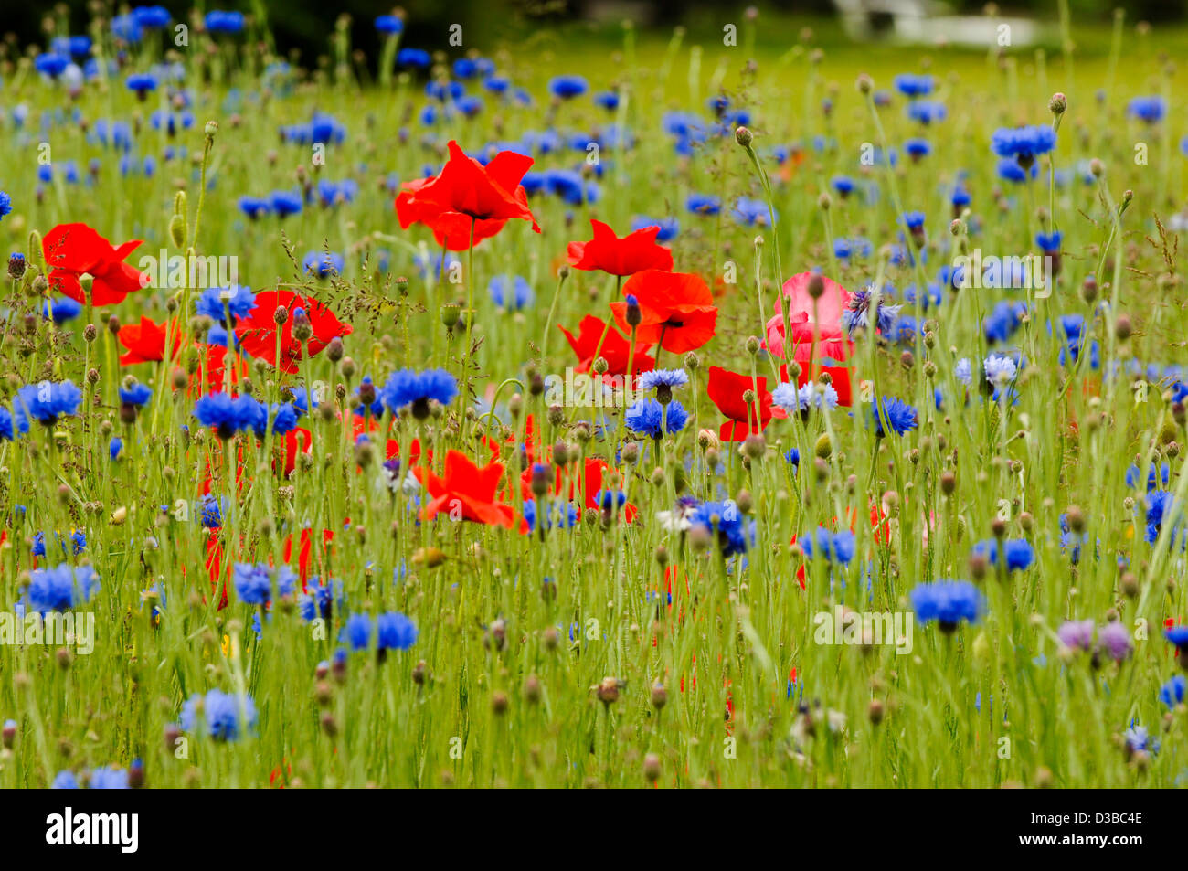 Poppies and cornflowers hi-res stock photography and images - Alamy