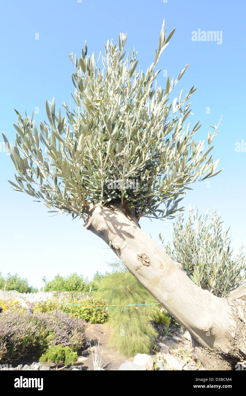 Olive tree dry hi-res stock photography and images - Alamy