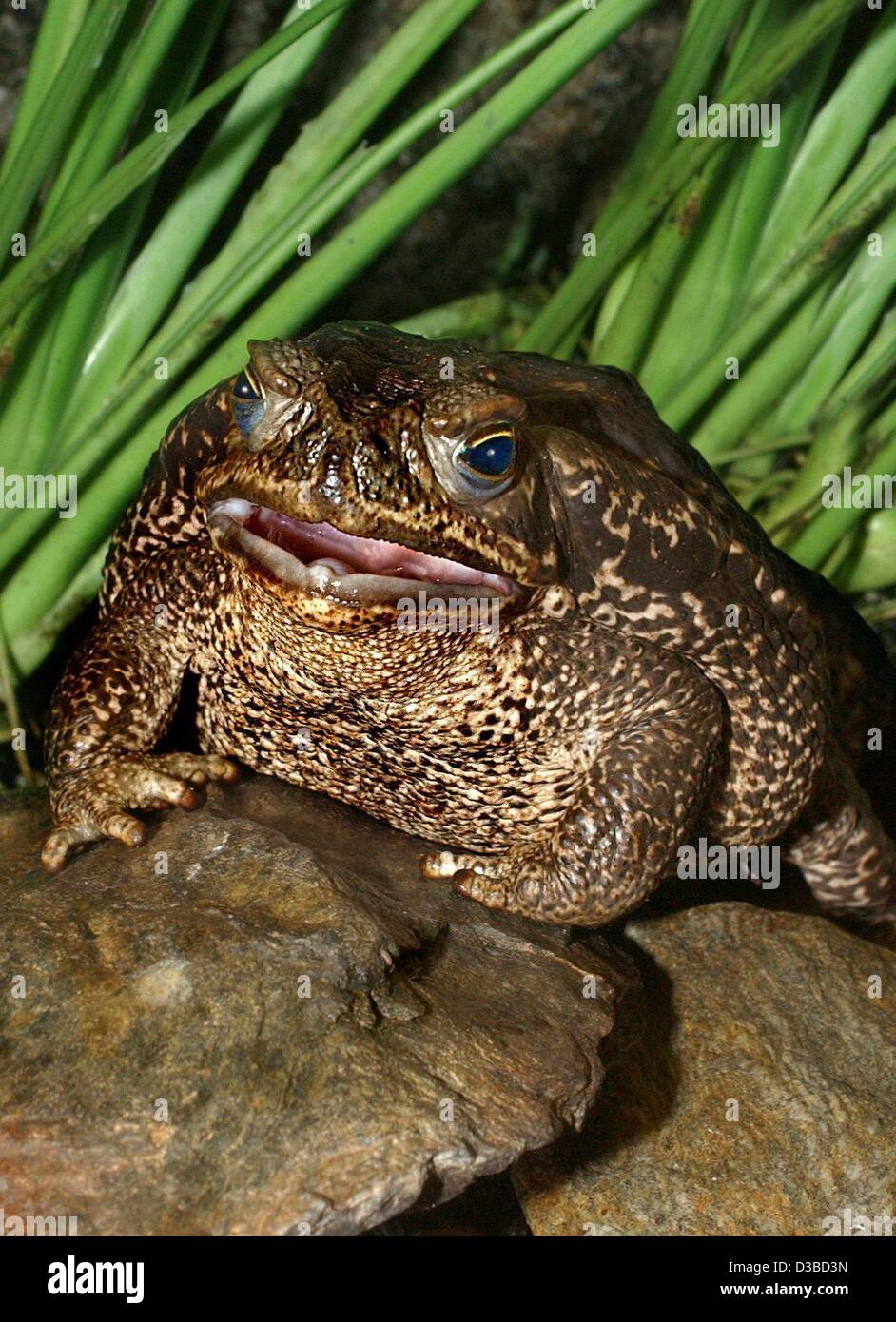 (dpa) - A South American cane toad relaxes on a stone at the zoo in ...